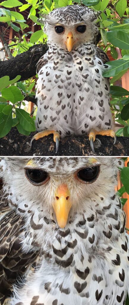 40 Animals With Incredibly Unique Fur Patterns And Markings