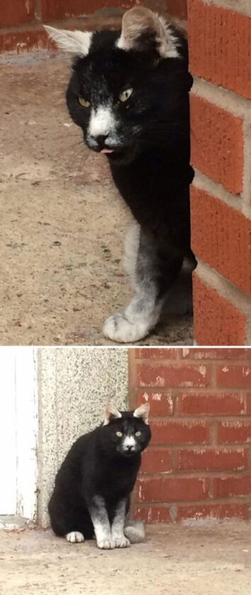 40 Animals With Incredibly Unique Fur Patterns And Markings