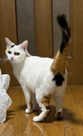 40 Animals With Incredibly Unique Fur Patterns And Markings
