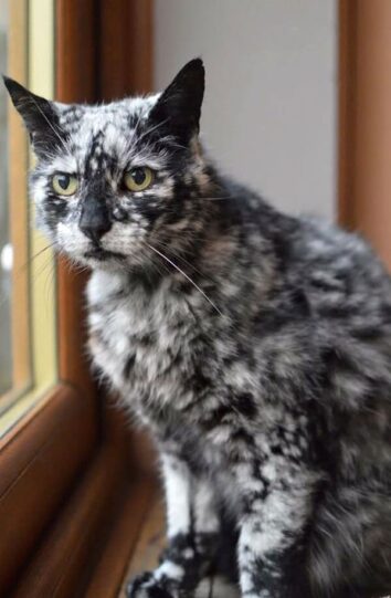 40 Animals With Incredibly Unique Fur Patterns And Markings