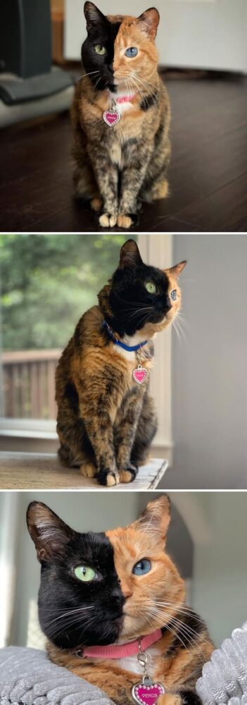 40 Animals With Incredibly Unique Fur Patterns And Markings