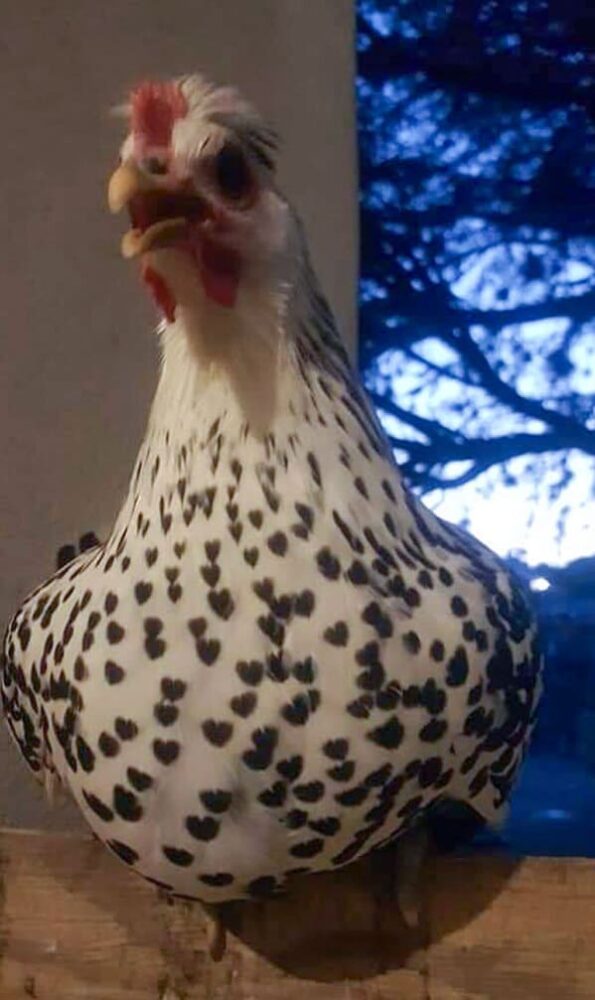 40 Animals With Incredibly Unique Fur Patterns And Markings