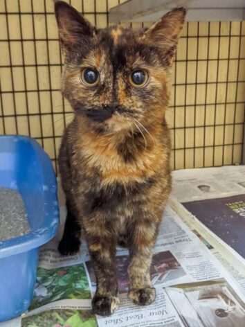 40 Animals With Incredibly Unique Fur Patterns And Markings