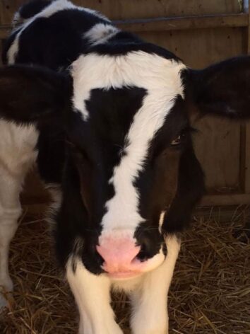 40 Animals With Incredibly Unique Fur Patterns And Markings
