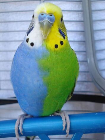40 Animals With Incredibly Unique Fur Patterns And Markings