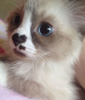 40 Animals With Incredibly Unique Fur Patterns And Markings