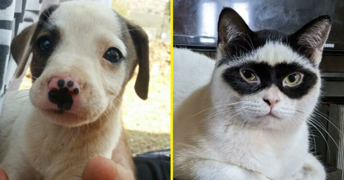 40 Animals With Incredibly Unique Fur Patterns And Markings