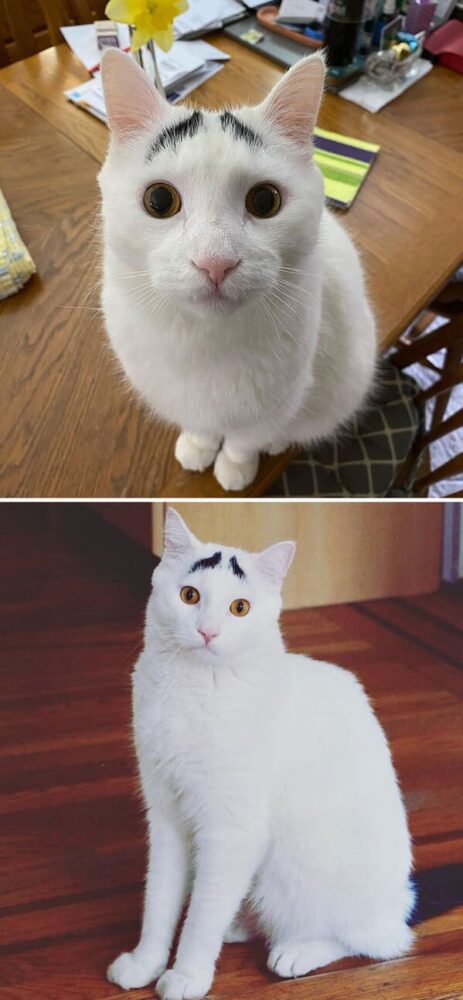 40 Animals With Incredibly Unique Fur Patterns And Markings