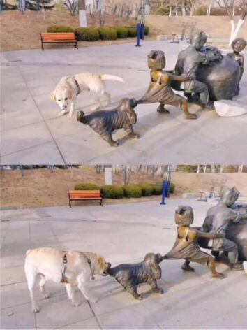 40 Pawsitively Hilarious And Wholesome Dog Memes To Brighten Your Day ...