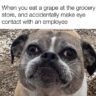 40 Pawsitively Hilarious And Wholesome Dog Memes To Brighten Your Day ...