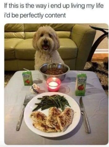 40 Pawsitively Hilarious And Wholesome Dog Memes To Brighten Your Day ...