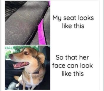 40 Pawsitively Hilarious And Wholesome Dog Memes To Brighten Your Day ...