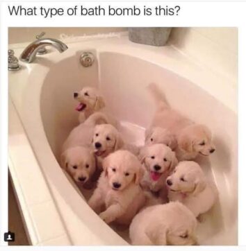40 Pawsitively Hilarious And Wholesome Dog Memes To Brighten Your Day ...