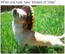 40 Pawsitively Hilarious And Wholesome Dog Memes To Brighten Your Day ...