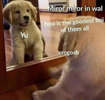 40 Pawsitively Hilarious And Wholesome Dog Memes To Brighten Your Day ...