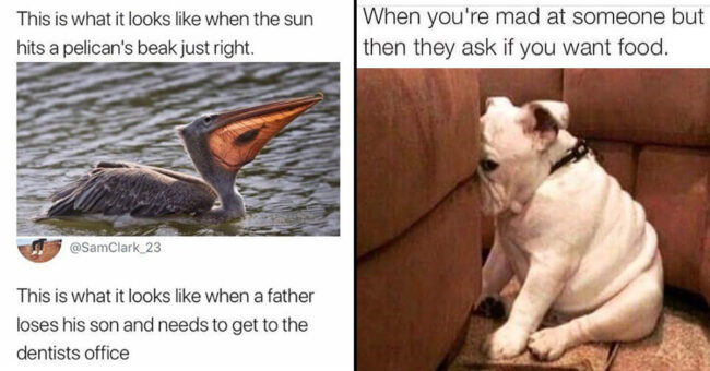 40 Funny Animal Memes To Boost Your Mood Today (September 26, 2023)