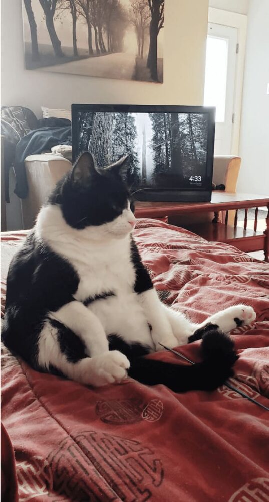 40 Hissterical Cat Memes And Pictures To Boost Your Mood Today ...