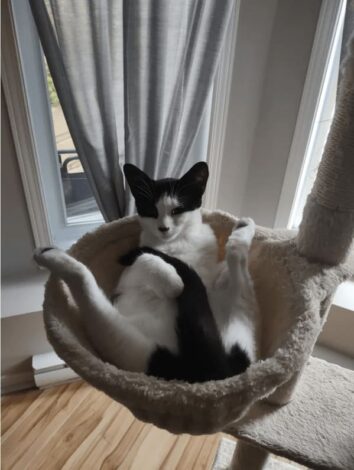 40 Hissterical Cat Memes And Pictures To Boost Your Mood Today ...