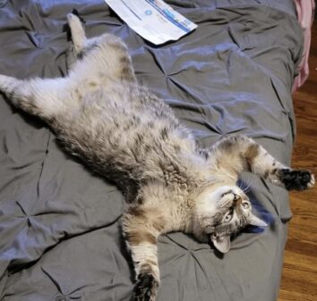 40 Hissterical Cat Memes And Pictures To Boost Your Mood Today ...