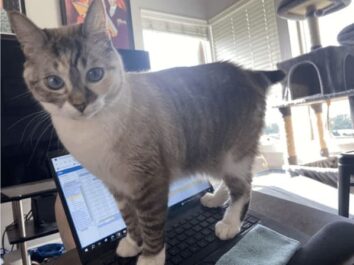 40 Hissterical Cat Memes And Pictures To Boost Your Mood Today ...