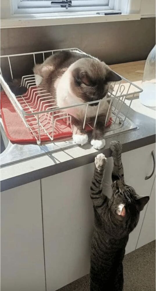 40 Hissterical Cat Memes And Pictures To Boost Your Mood Today ...