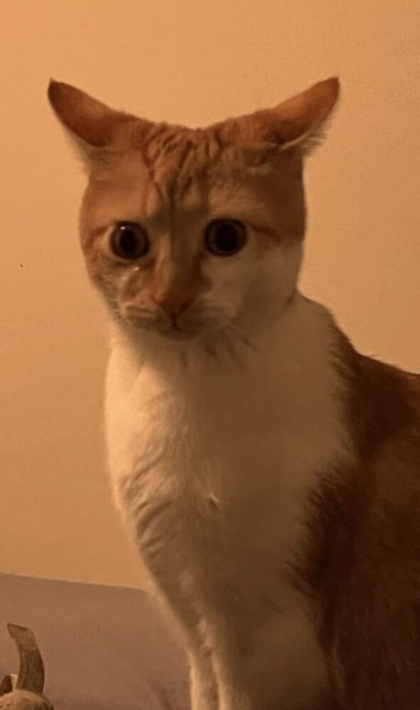 40 Hissterical Cat Memes And Pictures To Boost Your Mood Today ...