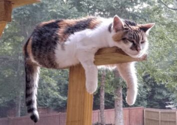 40 Hissterical Cat Memes And Pictures To Boost Your Mood Today ...