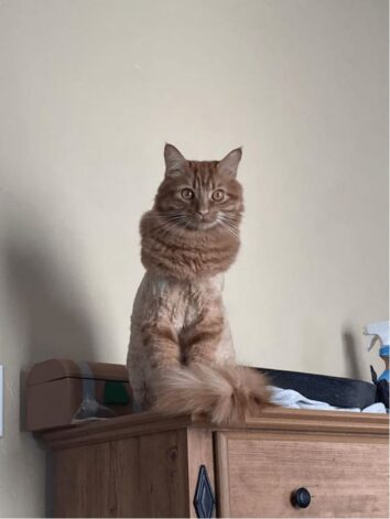 40 Hissterical Cat Memes And Pictures To Boost Your Mood Today ...