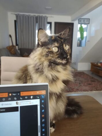 40 Hissterical Cat Memes And Pictures To Boost Your Mood Today ...