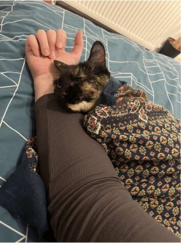 40 Hissterical Cat Memes And Pictures To Boost Your Mood Today ...