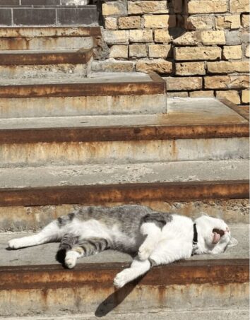 40 Hissterical Cat Memes And Pictures To Boost Your Mood Today ...