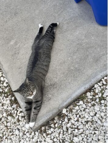 40 Hissterical Cat Memes And Pictures To Boost Your Mood Today ...