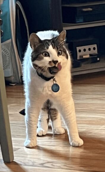 40 Hissterical Cat Memes And Pictures To Boost Your Mood Today ...