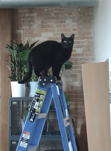 40 Hissterical Cat Memes And Pictures To Boost Your Mood Today ...