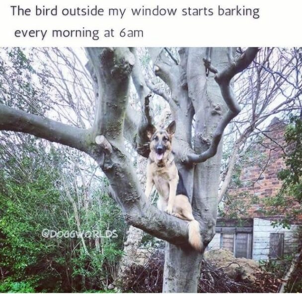 40+ Funny Dog Memes That'll Have Tails-A-Waggin' (September 29, 2023)