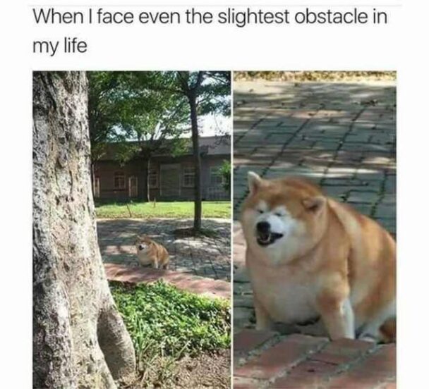 40+ Funny Dog Memes That'll Have Tails-A-Waggin' (September 29, 2023)