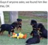 40+ Funny Dog Memes That'll Have Tails-A-Waggin' (September 29, 2023)