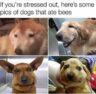 40+ Funny Dog Memes That'll Have Tails-A-Waggin' (September 29, 2023)