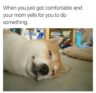 40+ Funny Dog Memes That'll Have Tails-A-Waggin' (September 29, 2023)