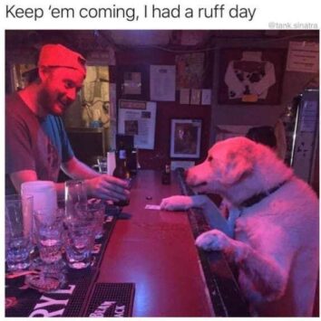 40+ Funny Dog Memes That'll Have Tails-A-Waggin' (September 29, 2023)