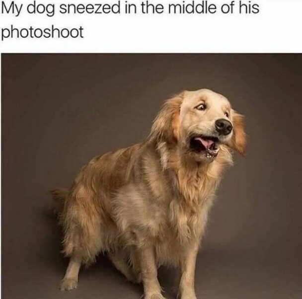 40+ Funny Dog Memes That'll Have Tails-A-Waggin' (September 29, 2023)