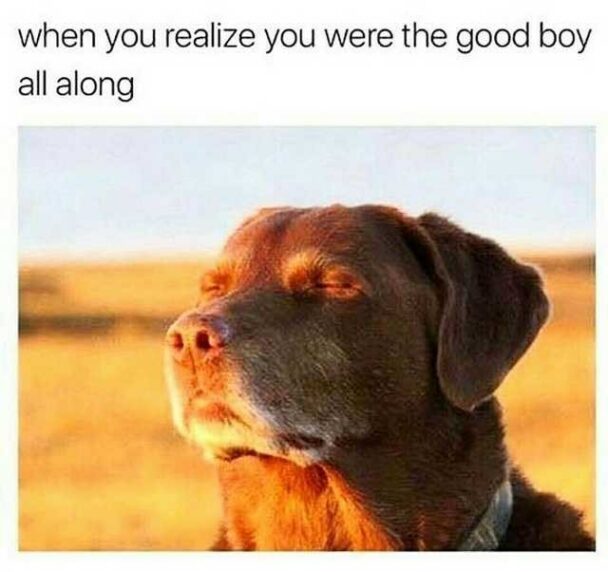 40+ Funny Dog Memes That'll Have Tails-A-Waggin' (September 29, 2023)