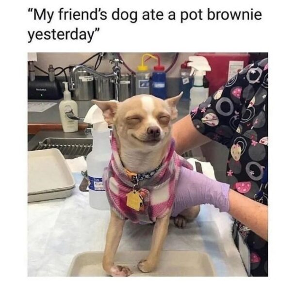 40+ Funny Dog Memes That'll Have Tails-A-Waggin' (September 29, 2023)