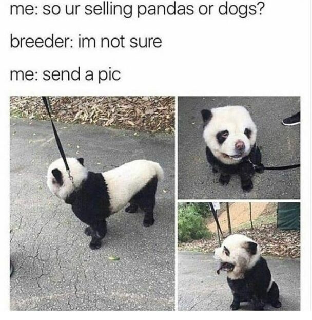 40+ Funny Dog Memes That'll Have Tails-A-Waggin' (September 29, 2023)