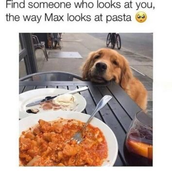 40+ Funny Dog Memes That'll Have Tails-A-Waggin' (September 29, 2023)