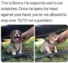 40+ Funny Dog Memes That'll Have Tails-A-Waggin' (September 29, 2023)