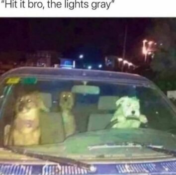 40+ Funny Dog Memes That'll Have Tails-A-Waggin' (September 29, 2023)