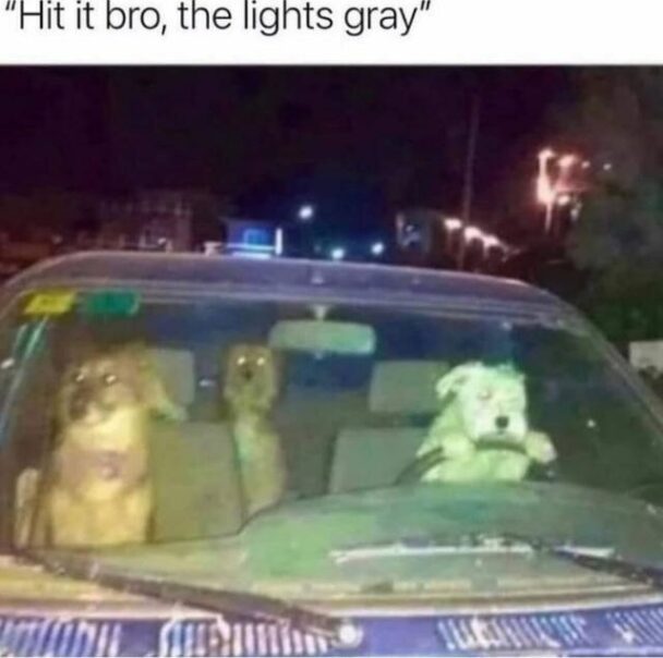 40+ Funny Dog Memes That'll Have Tails-A-Waggin' (September 29, 2023)