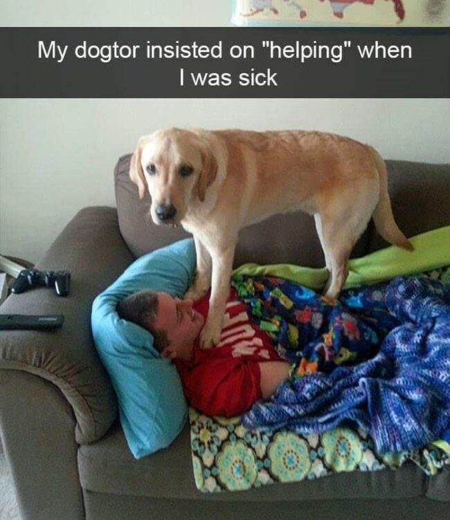 40+ Funny Dog Memes That'll Have Tails-A-Waggin' (September 29, 2023)