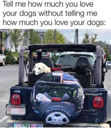 40+ Funny Dog Memes That'll Have Tails-A-Waggin' (September 29, 2023)